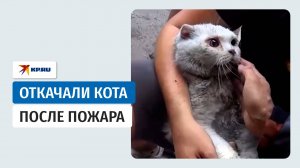Сотрудники МЧС России вернули к жизни кота после пожара в Чебоксарах
