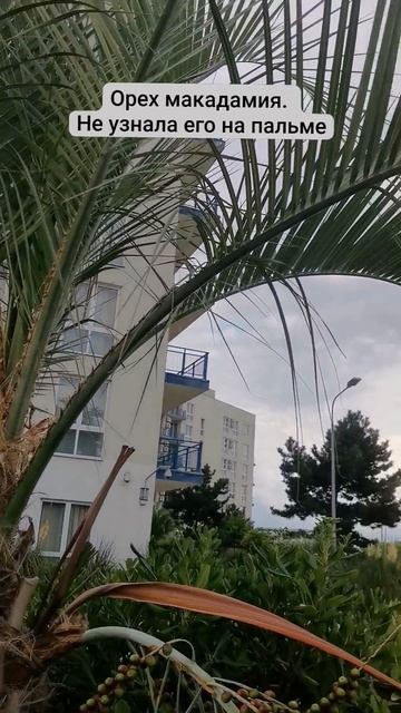 как растет макадамия. Я не узнала, меня потом просветили