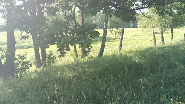 Поле вместо пруда на реке Рожня. Велопоход 11.07.25, часть 5.