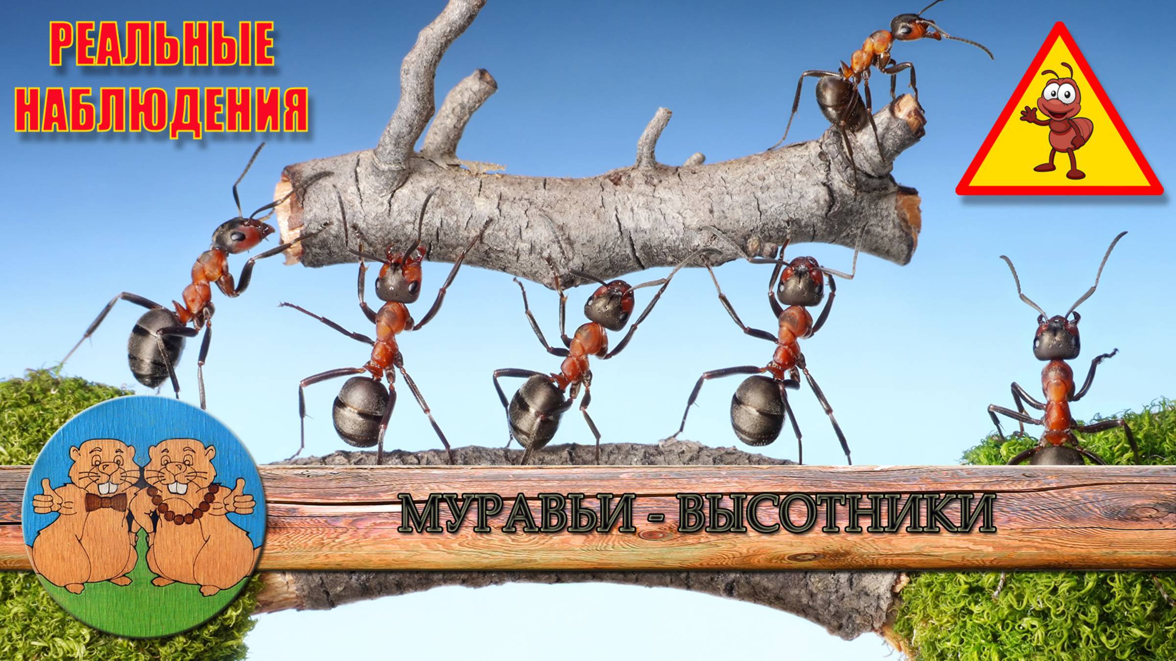 МУРАВЬИ ВЫСОТНИКИ. Реальные наблюдения за строительством муравейника на дереве.