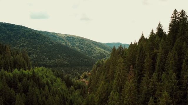 Чо-то там чо-то. Нет тебя родней