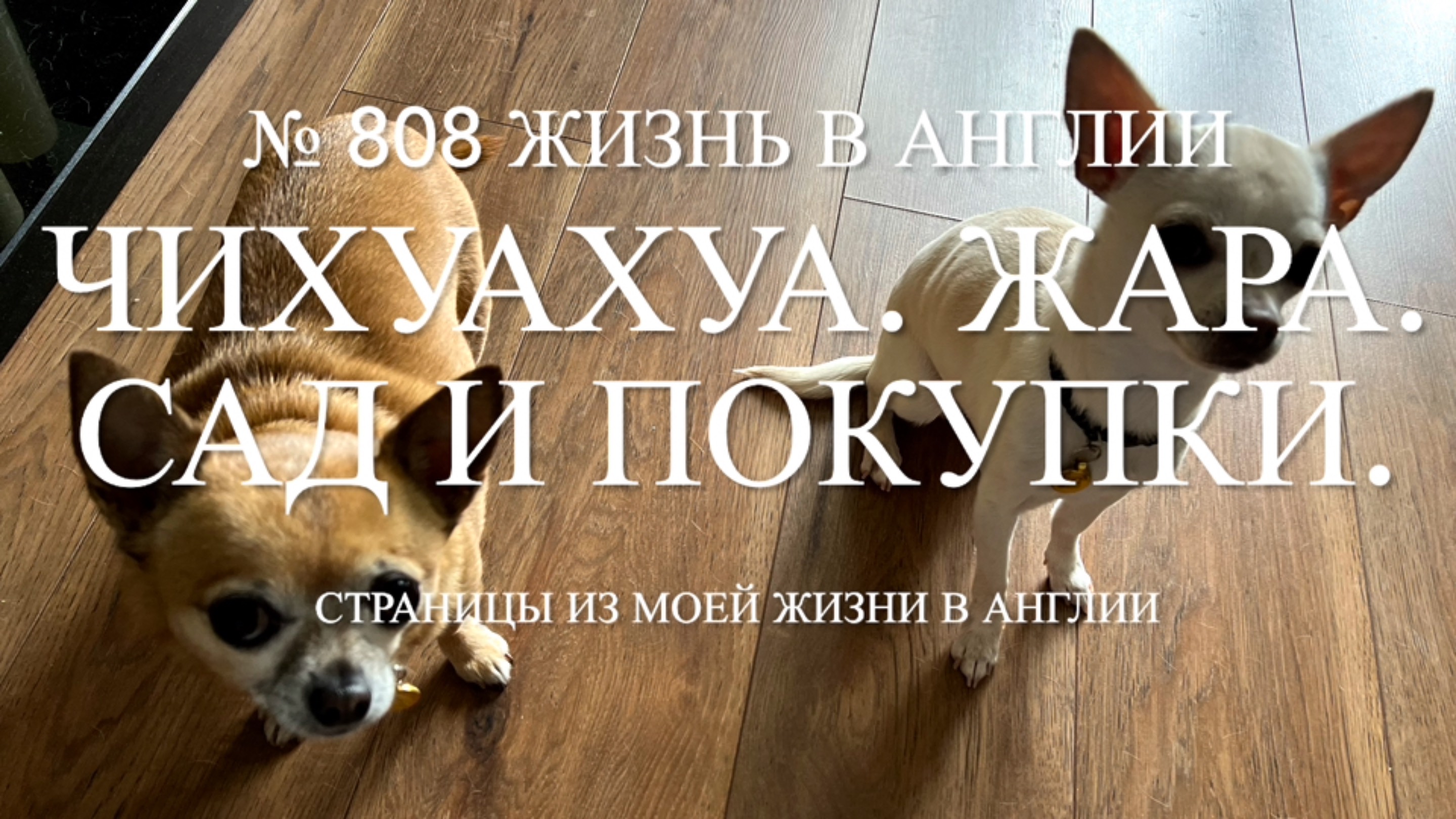 Чихуахуа - борьба без правил. Жара. Сад и покупки. № 808 Жизнь в Англии