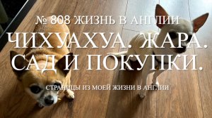 Чихуахуа - борьба без правил. Жара. Сад и покупки. № 808 Жизнь в Англии