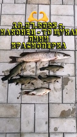 ЩУКА! НАКОНЕЦ-ТО, РОДНАЯ ПОПАЛАСЬ! #рыбалка #рыбалканаозере #щука #линь #красноперка #природа