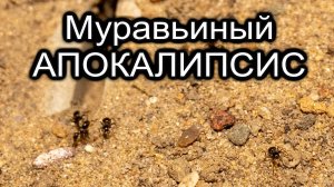 Муравьиный АПОКАЛИПСИС на участке! Как я буду ИХ ИЗГОНЯТЬ безопасно для всех.