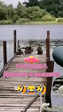 ДЕВОЧКИ В РЕЛАКСЕ! #юмор #приколы #хорошеенастроение #девочки #утка #утки #природа #живаяприрода