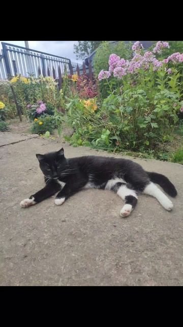 Кошка