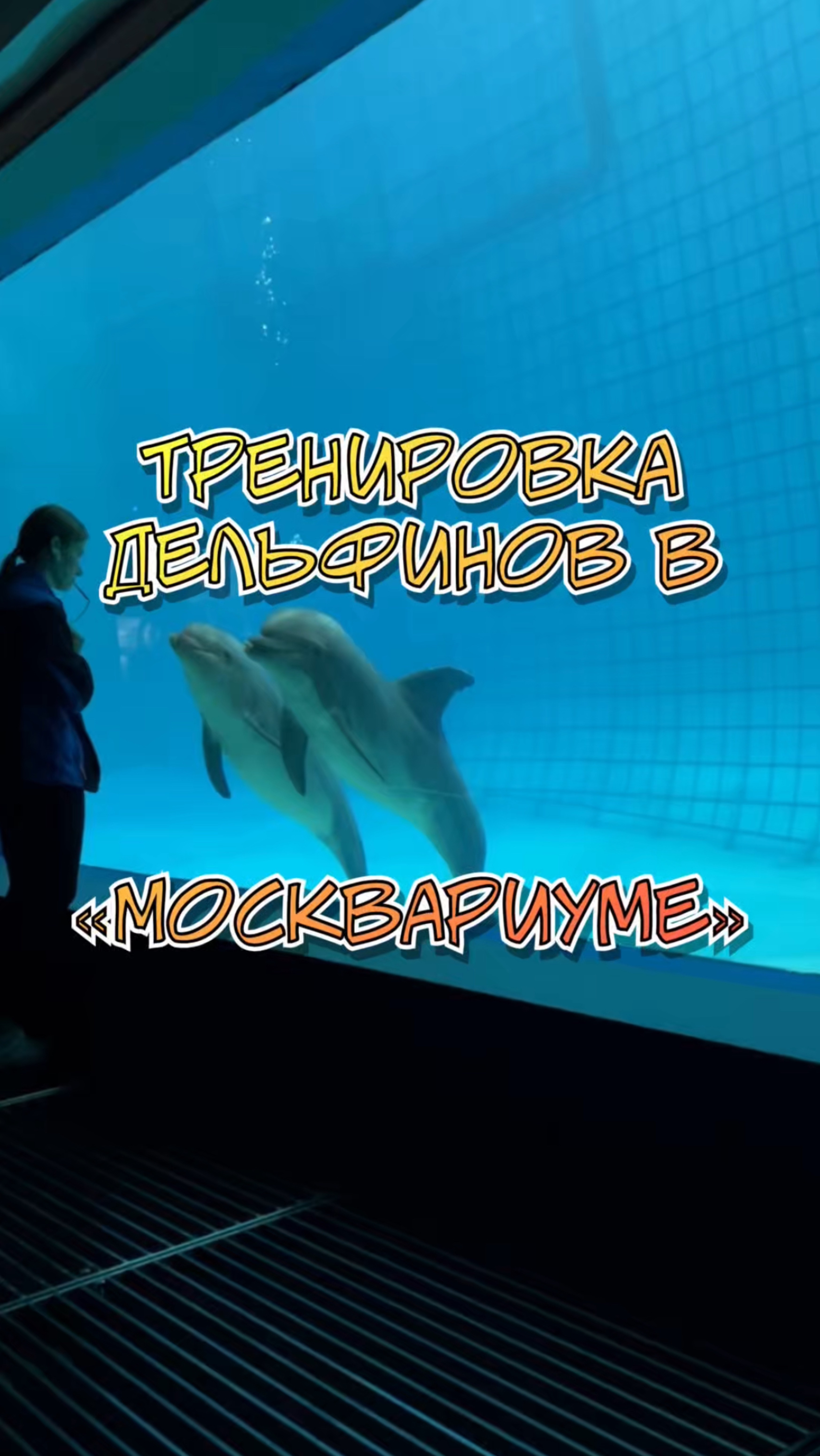 📍 Тренировка дельфинов в Москвариуме
#Москвариум #ТренировкаДельфинов #Дельфинотерапия #развлечения