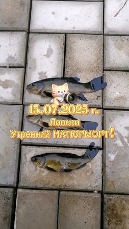 ЛИНЬ.УТРО.НАТЮРМОРТ. #рыбалка #летняярыбалка #рыбалканаозере #fishing #природа #рыба #живаяприрода