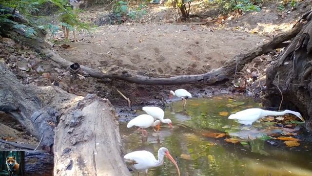 Засуха в тропических лесах