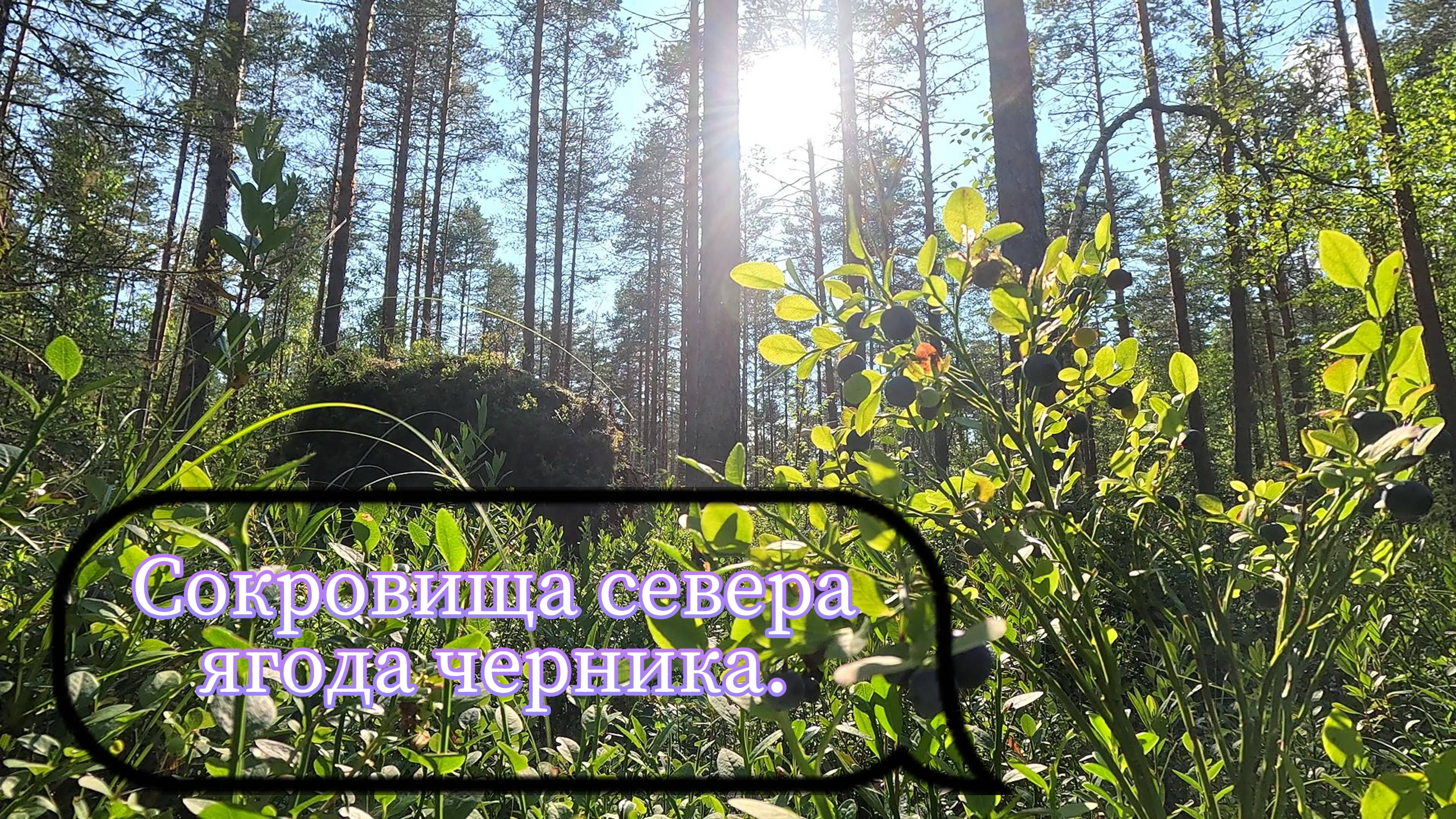 Сокровища севера — черника.