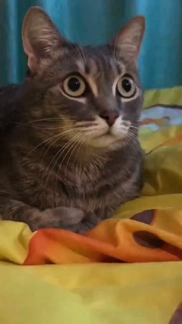 Кот