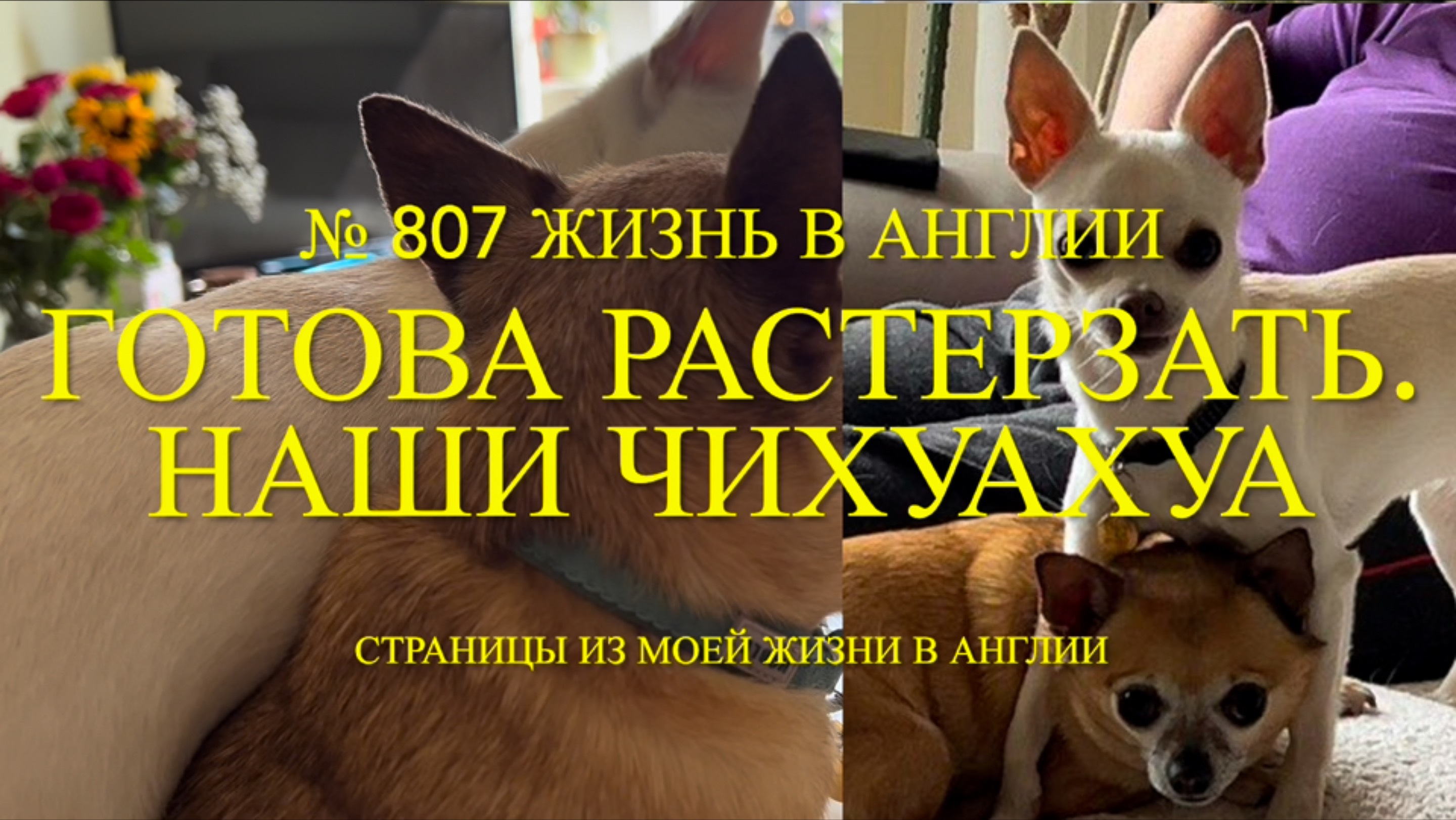 Готова растерзать. Наши чихуахуа Лилли и Люси. Наш сад. № 807 Жизнь в Англии