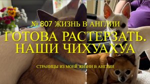 Готова растерзать. Наши чихуахуа Лилли и Люси. Наш сад. № 807 Жизнь в Англии