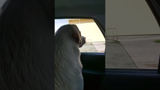 Леночка ушла в магазинчик. Бдит каждое движение