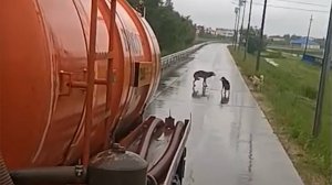В Красноселькупе лесной обитатель – волк, вышел к людям