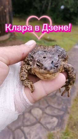 КЛАРА В ДЗЕНЕ! #юмор  #жабаклара #жабы #живаяприрода #хорошеенастроение #прикол