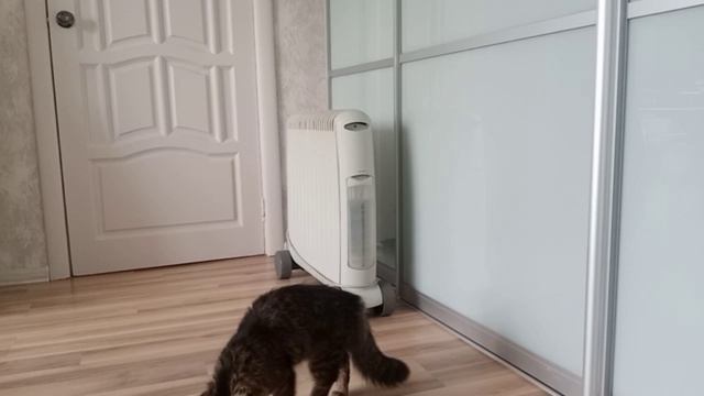Китти против радиатора! Ручка исчезла… Вы не поверите, как она её достала! 😱🐱