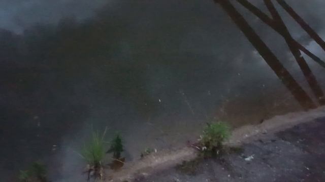 Возле лесного пруда. Велопоход 12.07.25, часть 24.