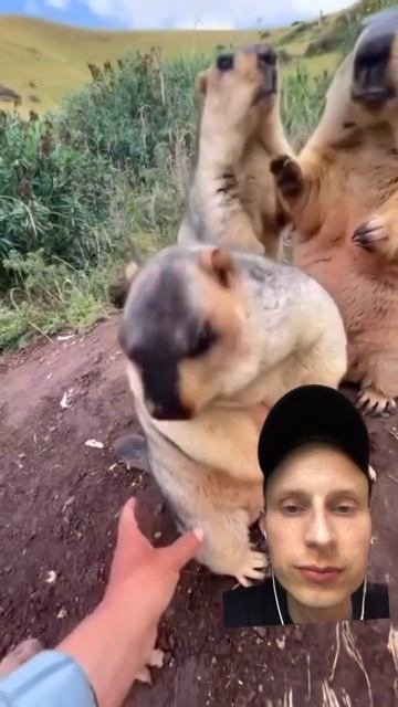 день сурка