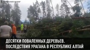 Очевидцы сняли заваленную десятками деревьев трассу после шторма на Алтае