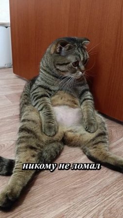 МУДРЫЙ КОТ СЕГОДНЯ ШАЛИТ💥😏😹🥺#cat #кот #юмор #приколы #цитаты  #TishaAndAlex