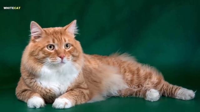 Рыжие коты - самые красивые))