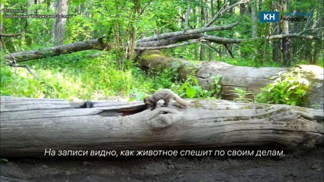 Фотоловушка запечатлела куницу в калужском заповеднике