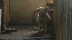 Новый приют для бездомных животных построят в Улан-Удэ