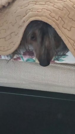 Волк в ожидании Красной Шапочки 🐺 Poale Ell Adam. 😜