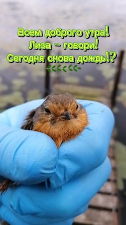 СПАСЕНИЕ ЗАРЯНКИ! ПЕРЕПУЖАЛА МАЛЕНЬКАЯ! #живаяприрода #птицы #зарянка #природа #прелесть