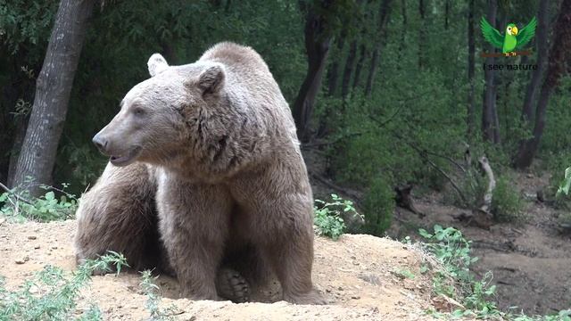 Каковы размеры самого большого медведя