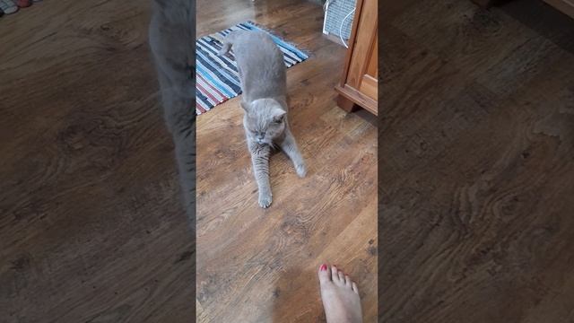 Котику 14 лет