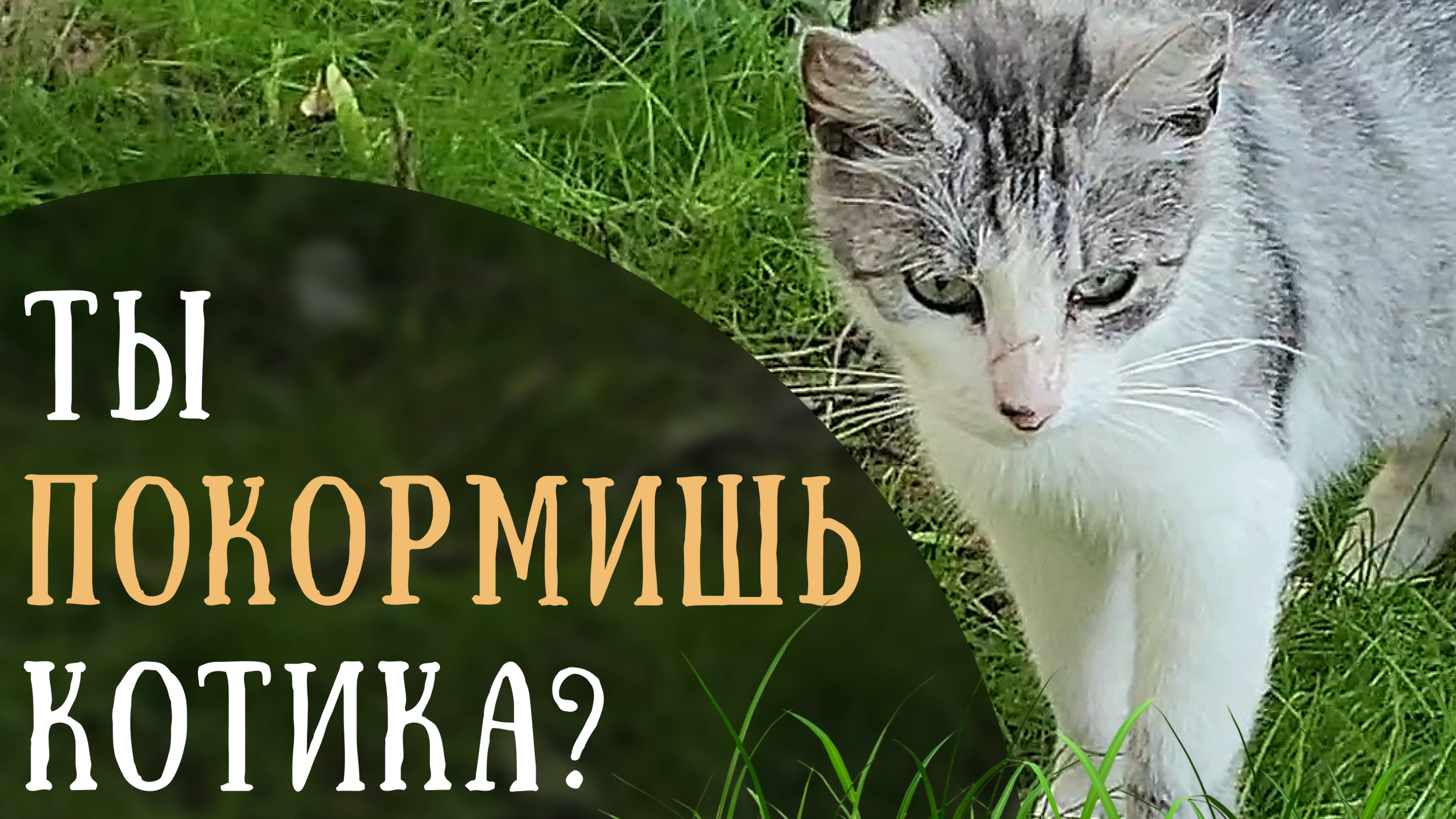 ПОКОРМИТЬ КОТА или КУПИТЬ КОНФЕТУ - КОРОТКОМЕТРАЖКА (ТРЕЙЛЕР)
