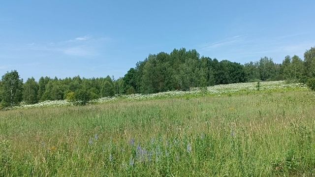 Поля борщевика. Велопоход 12.07.25, часть 13.