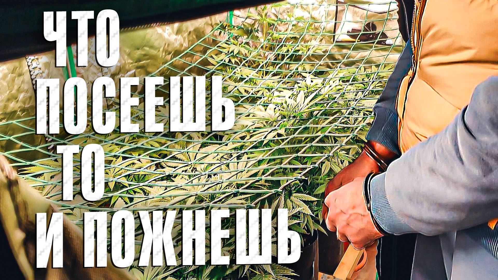 Вызов 02  Что посеешь то и пожнешь