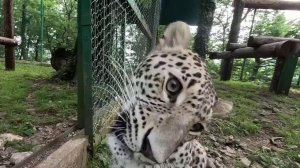 В России отмечается День переднеазиатского леопарда