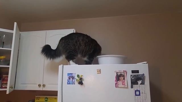Хозяин на кухне)
