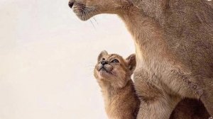 я квадробер готовим суп чеек