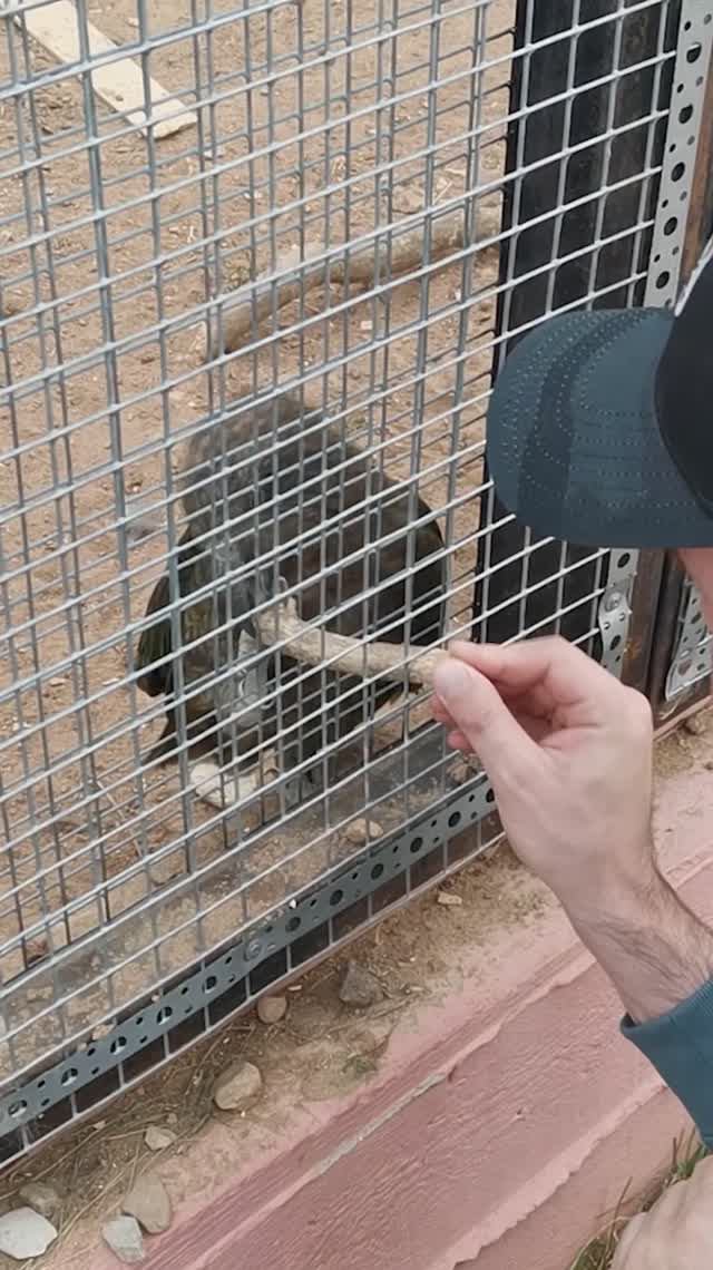 Самый умный попугай