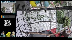 🟢 жизнь погугаев на балконе📍 | relaxation  | 24/7 budgie stream 🦜🦜🦜 |