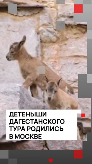 Детеныши дагестанского тура родились в Московском зоопарке