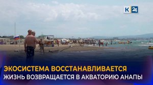 Ученые сообщили о начале восстановления экосистемы Анапы после ЧС с мазутом