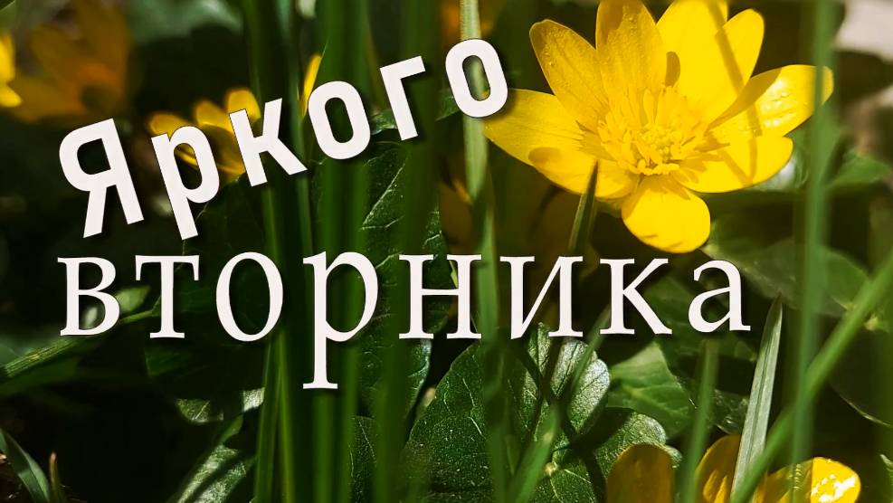 Доброго утра вторника. Пожелания доброго утра