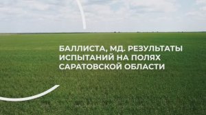 Контролируем сорняки с Баллистой, МД на полях Саратовской области