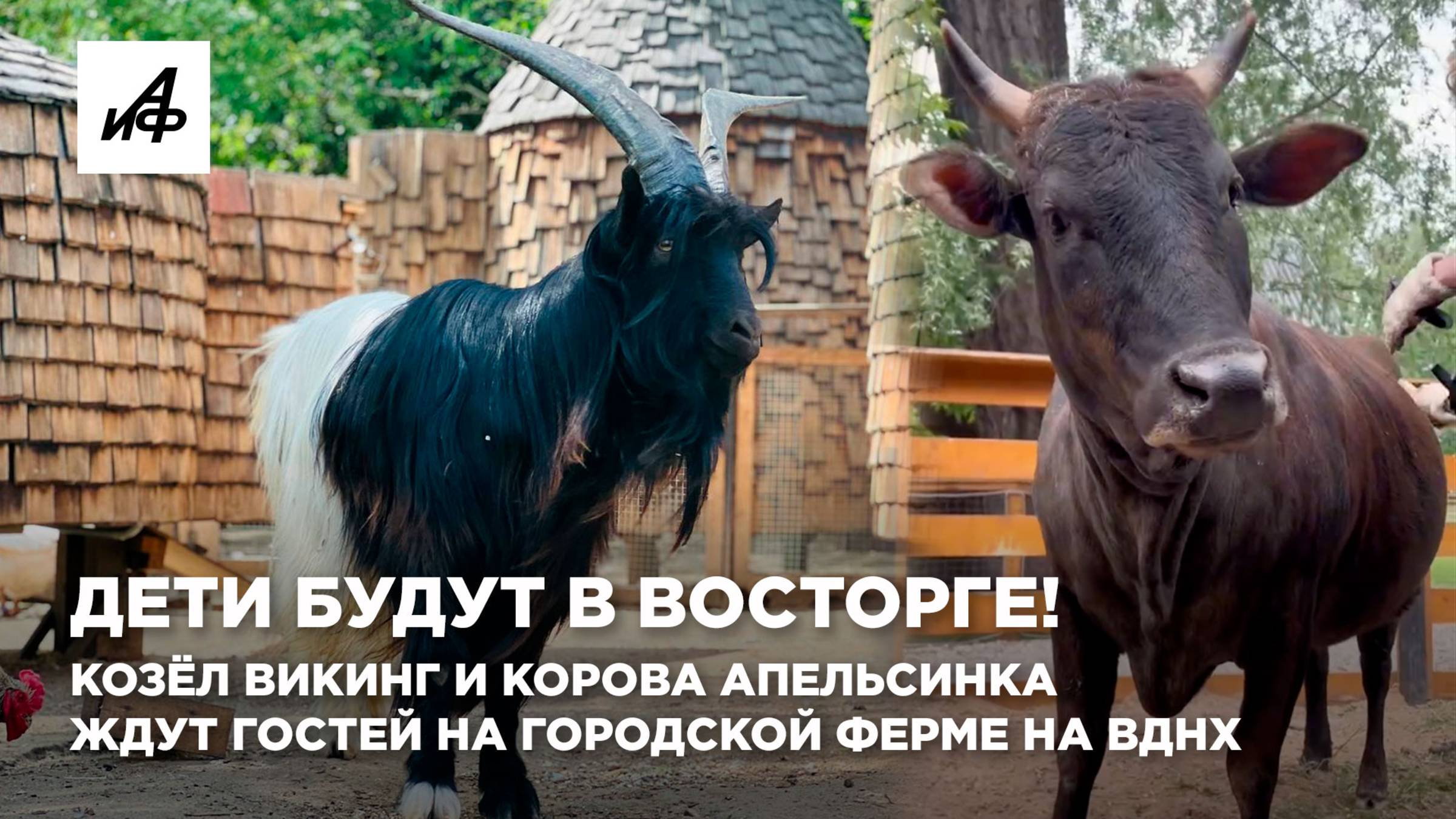 Дети будут в восторге! Козёл Викинг и корова Апельсинка ждут гостей на городской ферме на ВДНХ