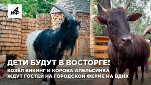 Дети будут в восторге! Козёл Викинг и корова Апельсинка ждут гостей на городской ферме на ВДНХ