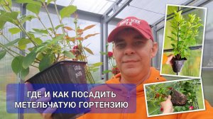 Уникальные советы для новичков по выращиванию метельчатой гортензии 🌸