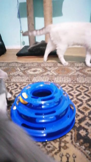 Котята весело играют