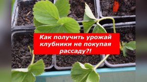 Как готовлю посадочный материал для новых грядок с клубникой #ягоды #клубника #рассада